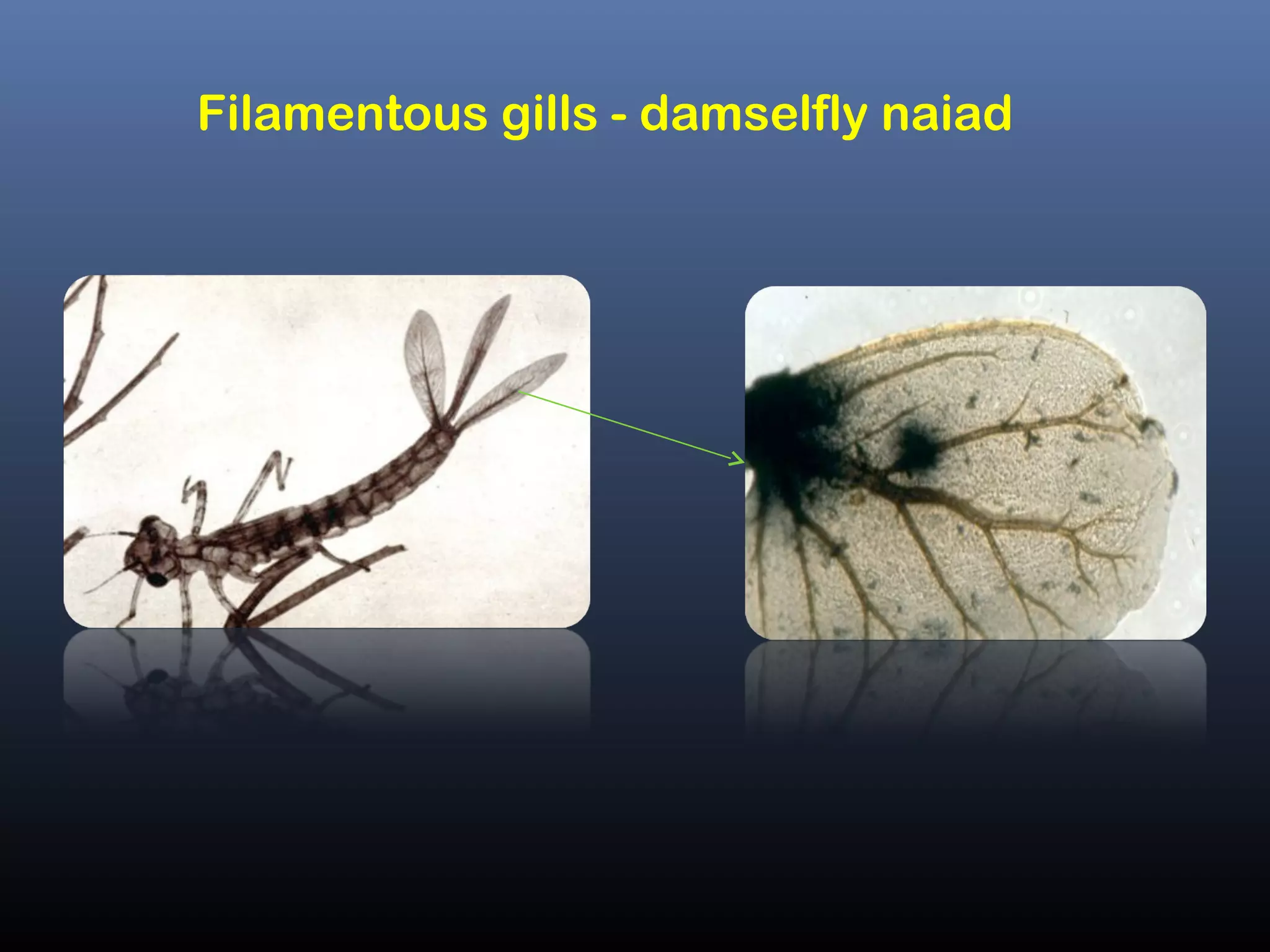 structure and function of insect respiratory system | PPT