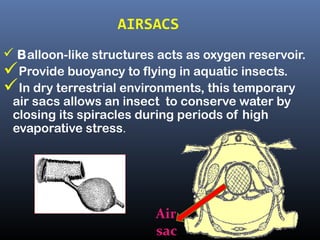 structure and function of insect respiratory system | PPT