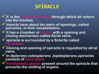 structure and function of insect respiratory system | PPT