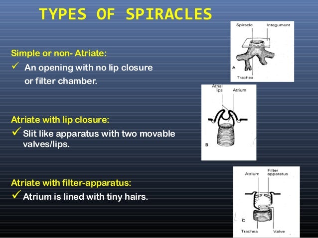 structure and function of insect respiratory system