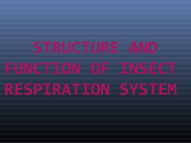 Structure And Function Of Insect Respiratory System