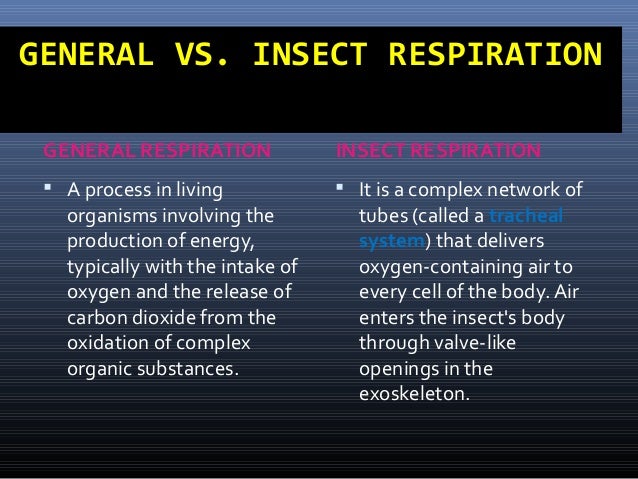 Structure And Function Of Insect Respiratory System