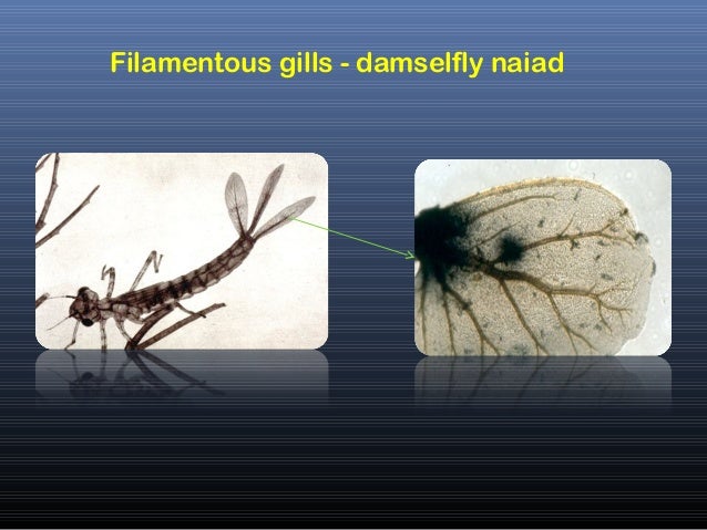 structure and function of insect respiratory system