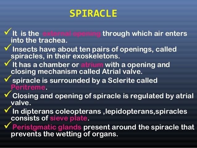 structure and function of insect respiratory system