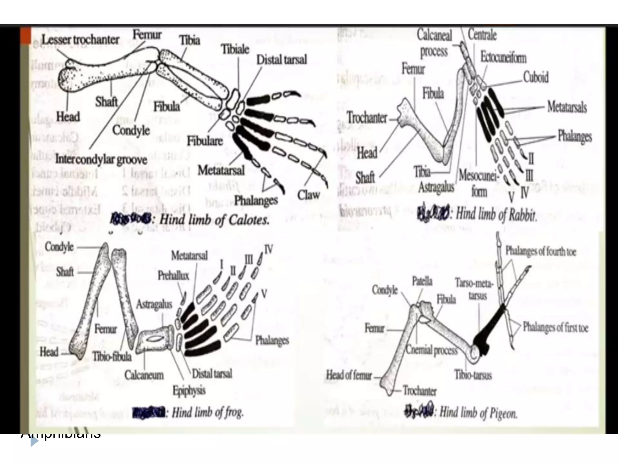Comparetive account of limb fore limb and hind limb | PPTX