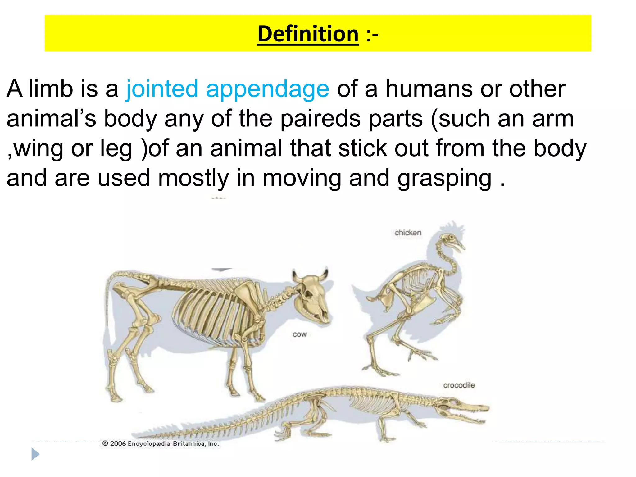 Comparetive account of limb fore limb and hind limb | PPTX