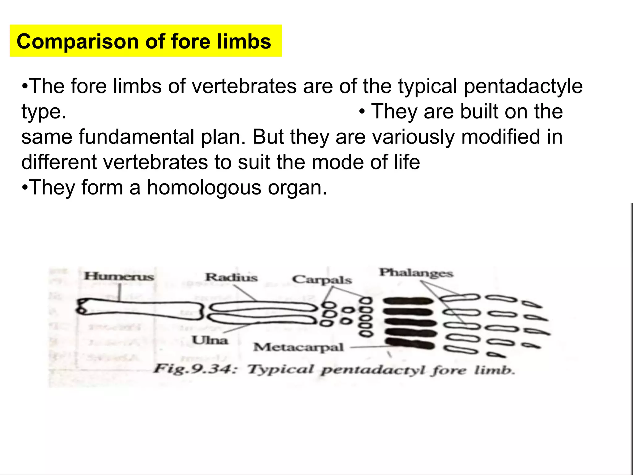 Comparetive account of limb fore limb and hind limb | PPTX