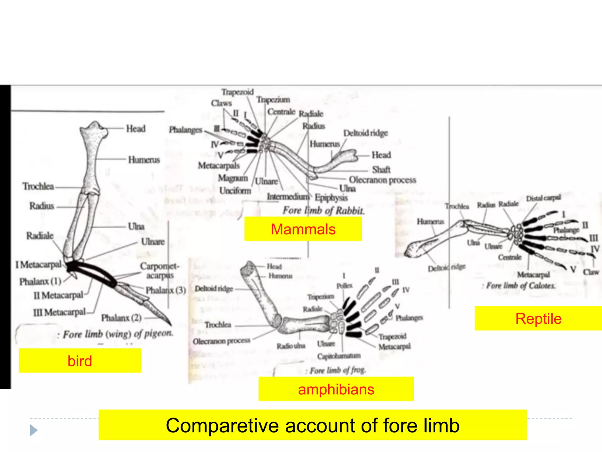 Comparetive account of limb fore limb and hind limb | PPTX