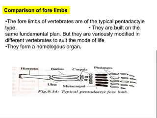 Comparetive account of limb fore limb and hind limb | PPTX