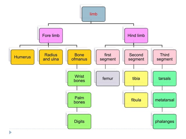 Comparetive account of limb fore limb and hind limb | PPT