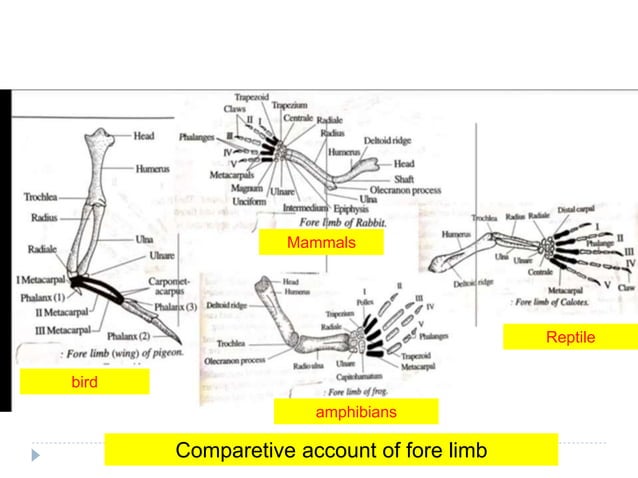 Comparetive account of limb fore limb and hind limb | PPT