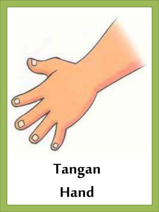 anggota badan saya | PPTX