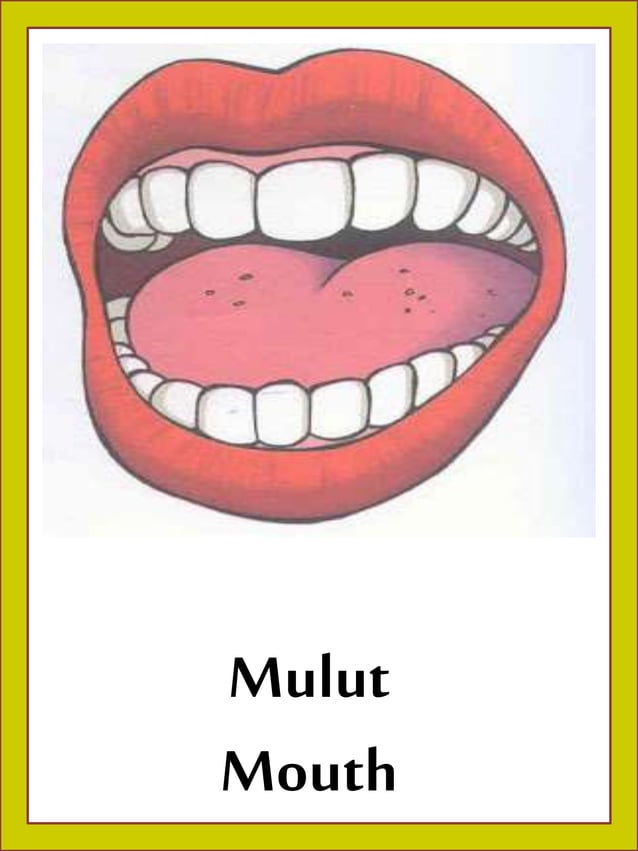 anggota badan saya | PPTX