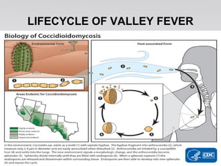 fungal diseases in humans and animals | PPT