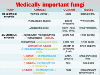 Diseases Caused By Fungi In Humans
