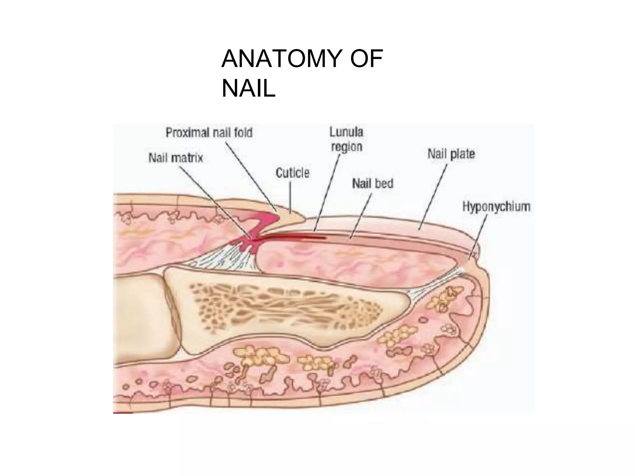 nail anatomy.pptx