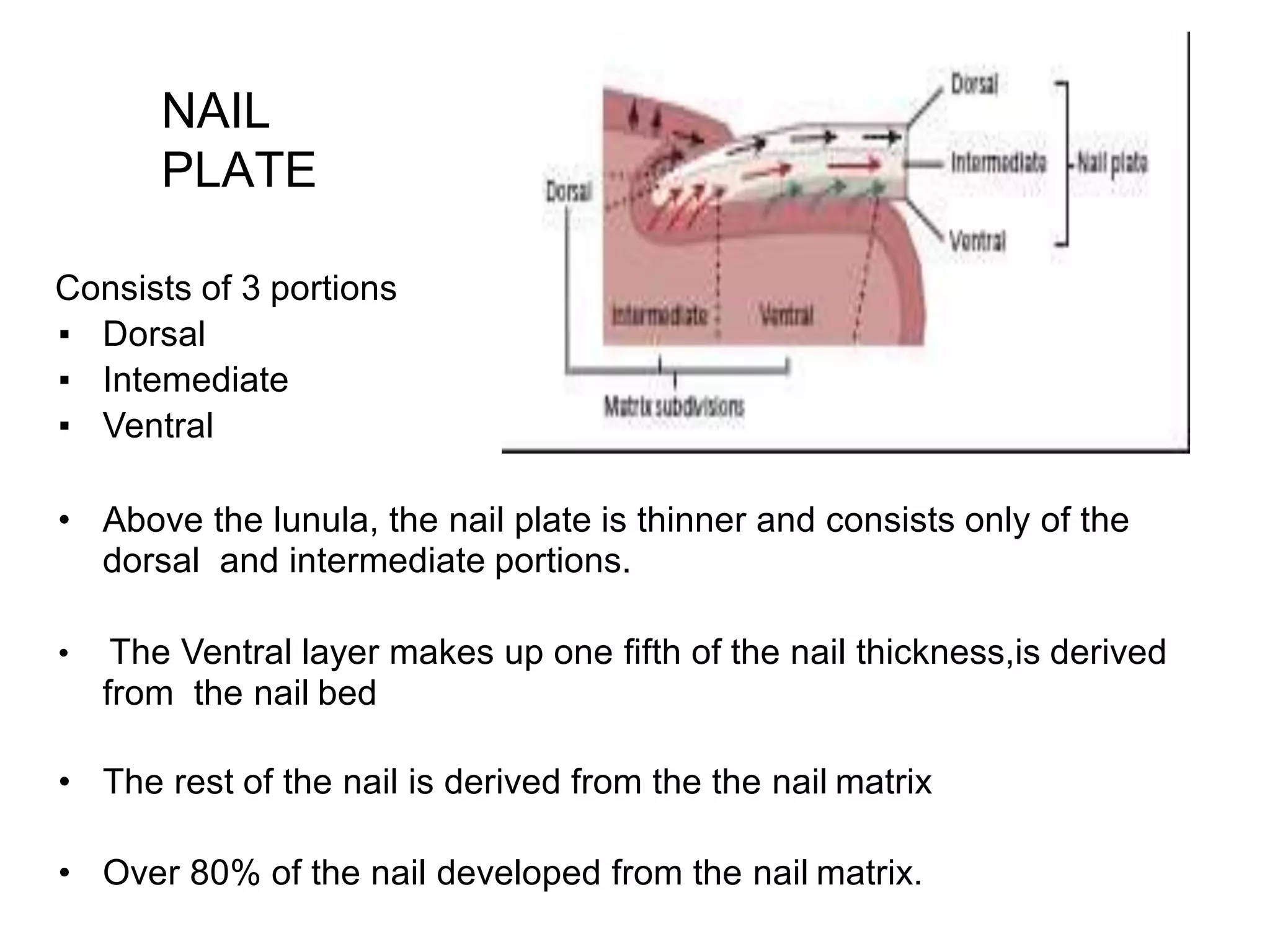 nail anatomy.pptx