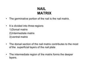 nail anatomy.pptx