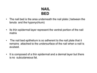 nail anatomy.pptx
