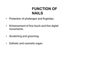 nail anatomy.pptx