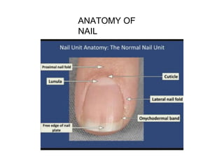 nail anatomy.pptx