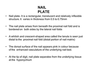 nail anatomy.pptx