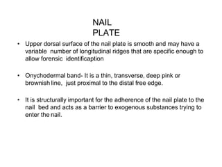 nail anatomy.pptx
