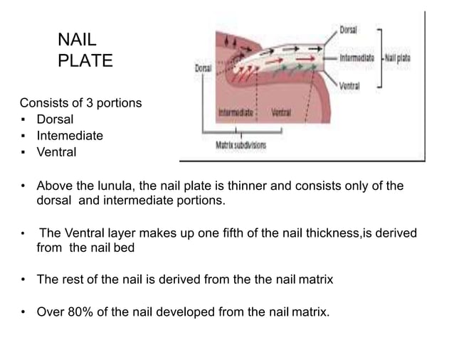 nail anatomy.pptx
