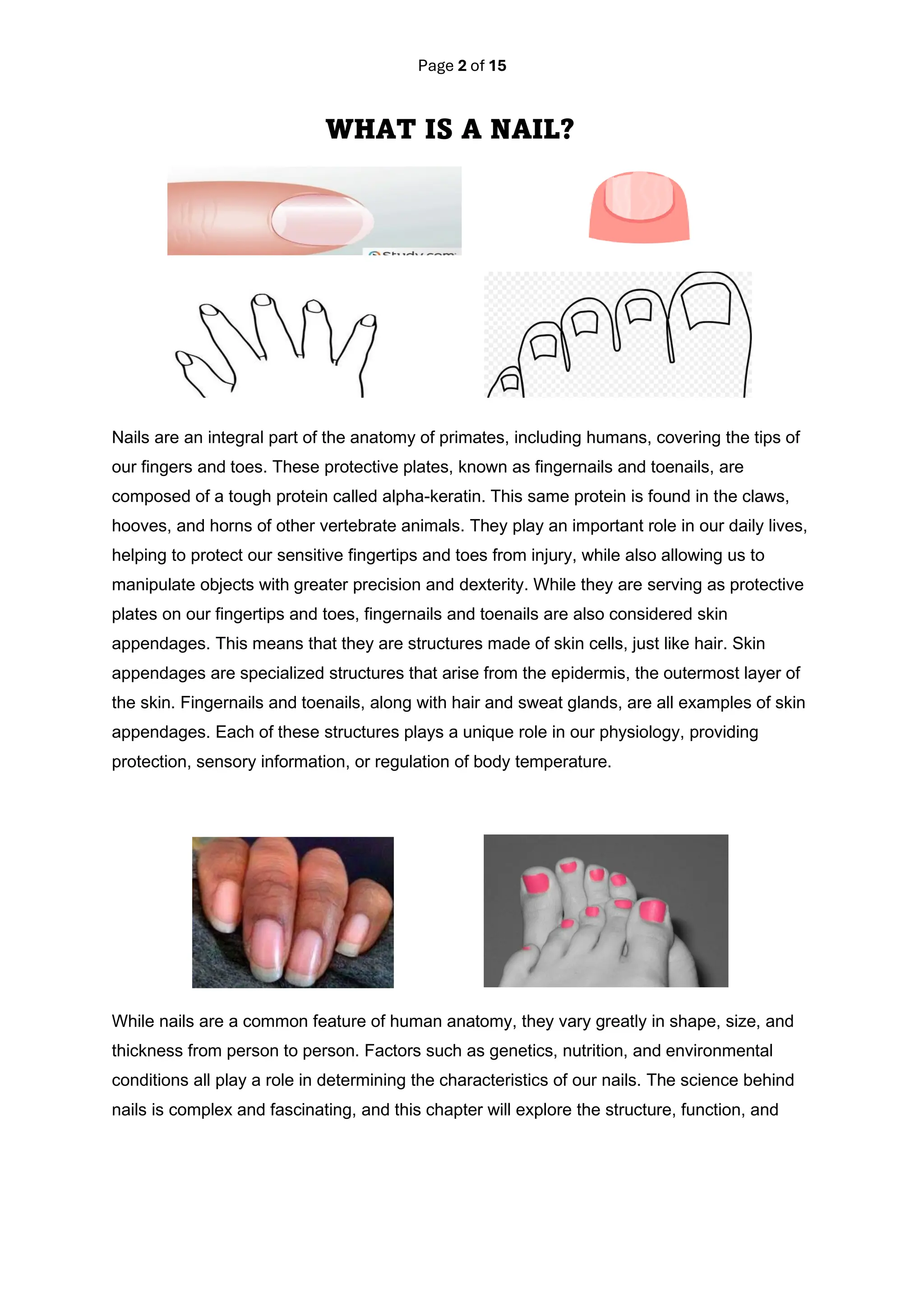 NAIL ANATOMY including functions and cultural influence.pdf