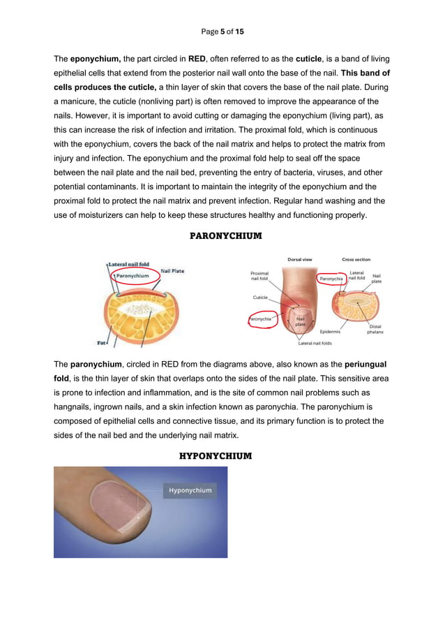 NAIL ANATOMY including functions and cultural influence.pdf