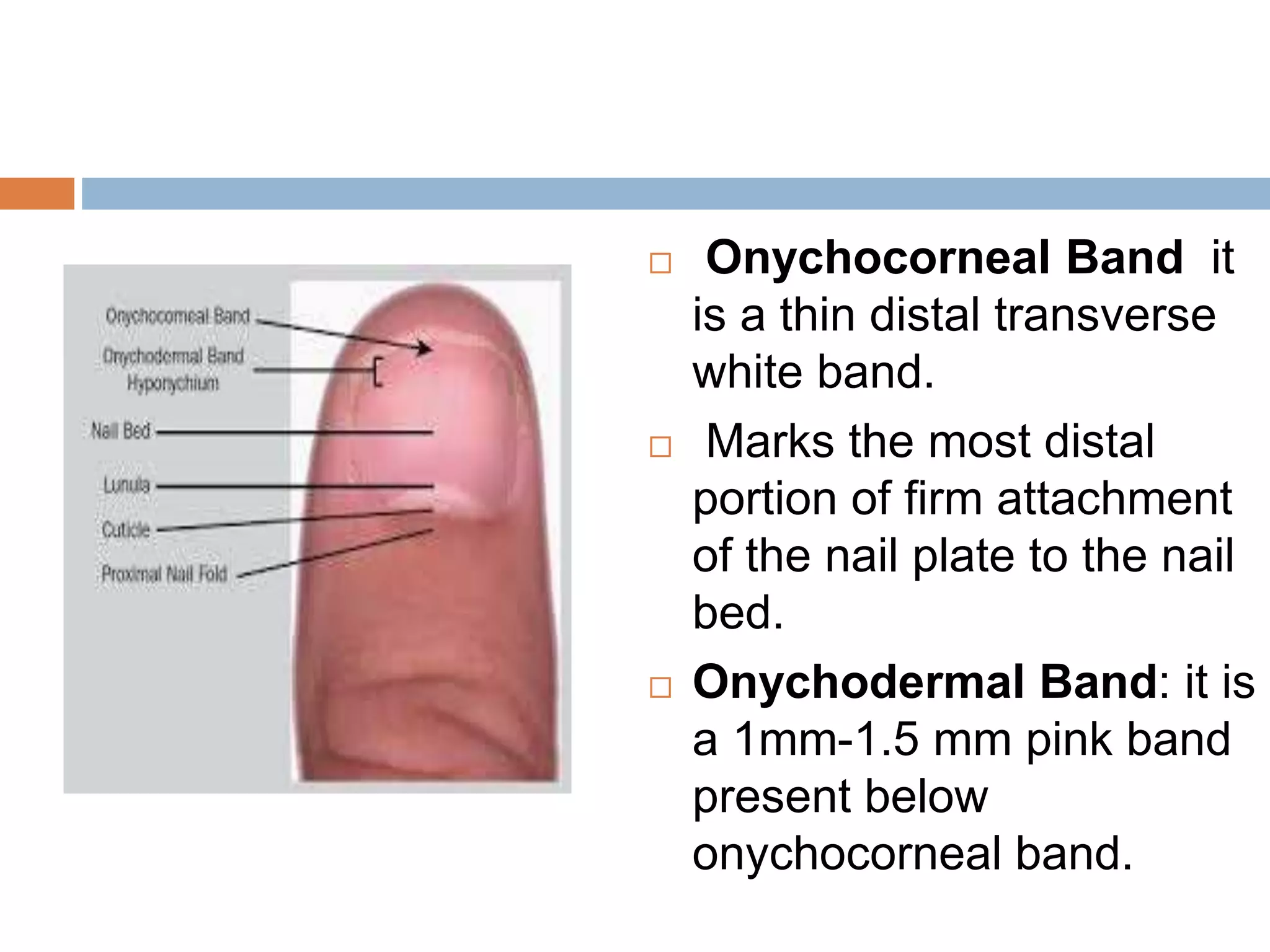Nail anatomy and its disorders | PPTX