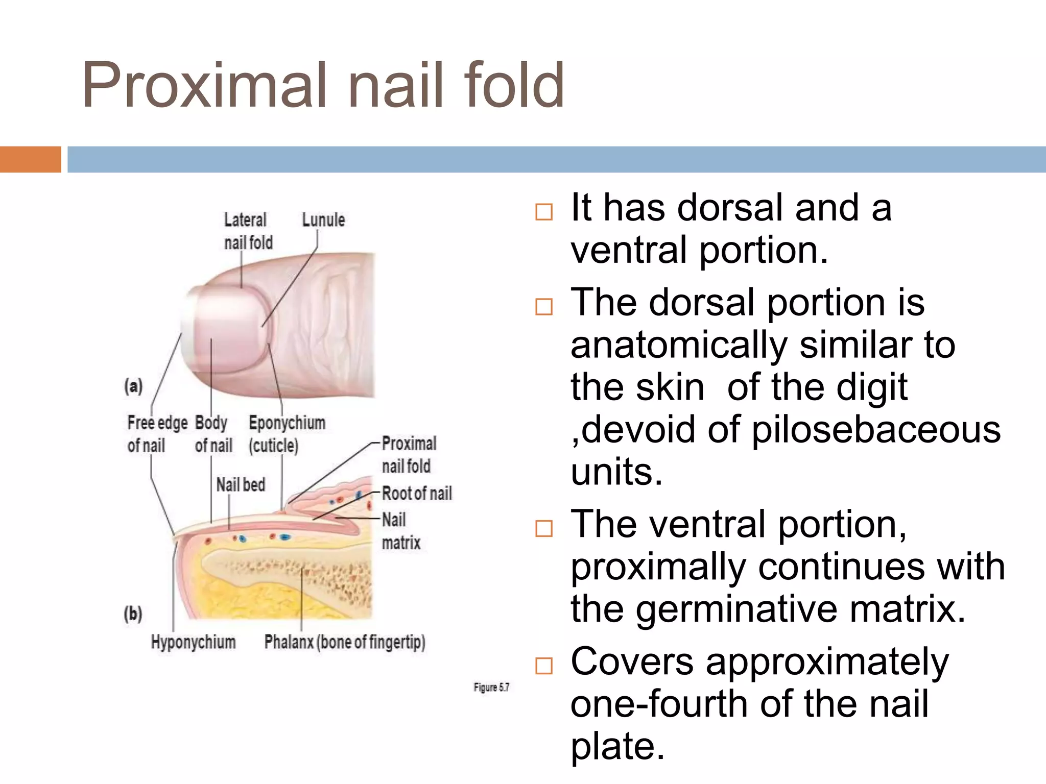 Nail anatomy and its disorders | PPTX