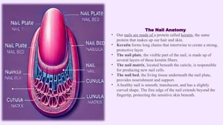 Nail Anatomy and it's Techniques , Nail Kit and tools (by Mavra and ...
