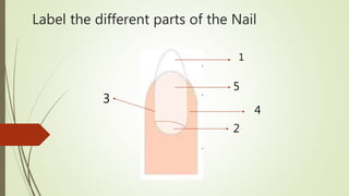 Nail and its Structure.pptx