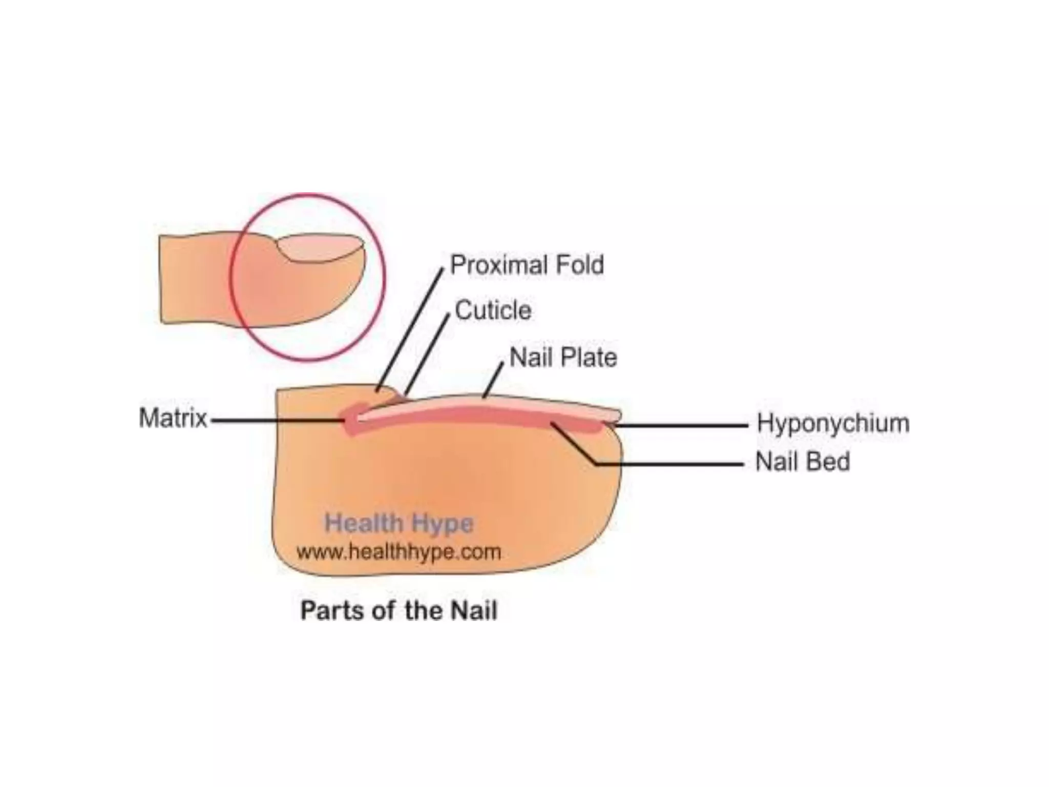 Nail care, Fundamentals of Nursing | PPTX