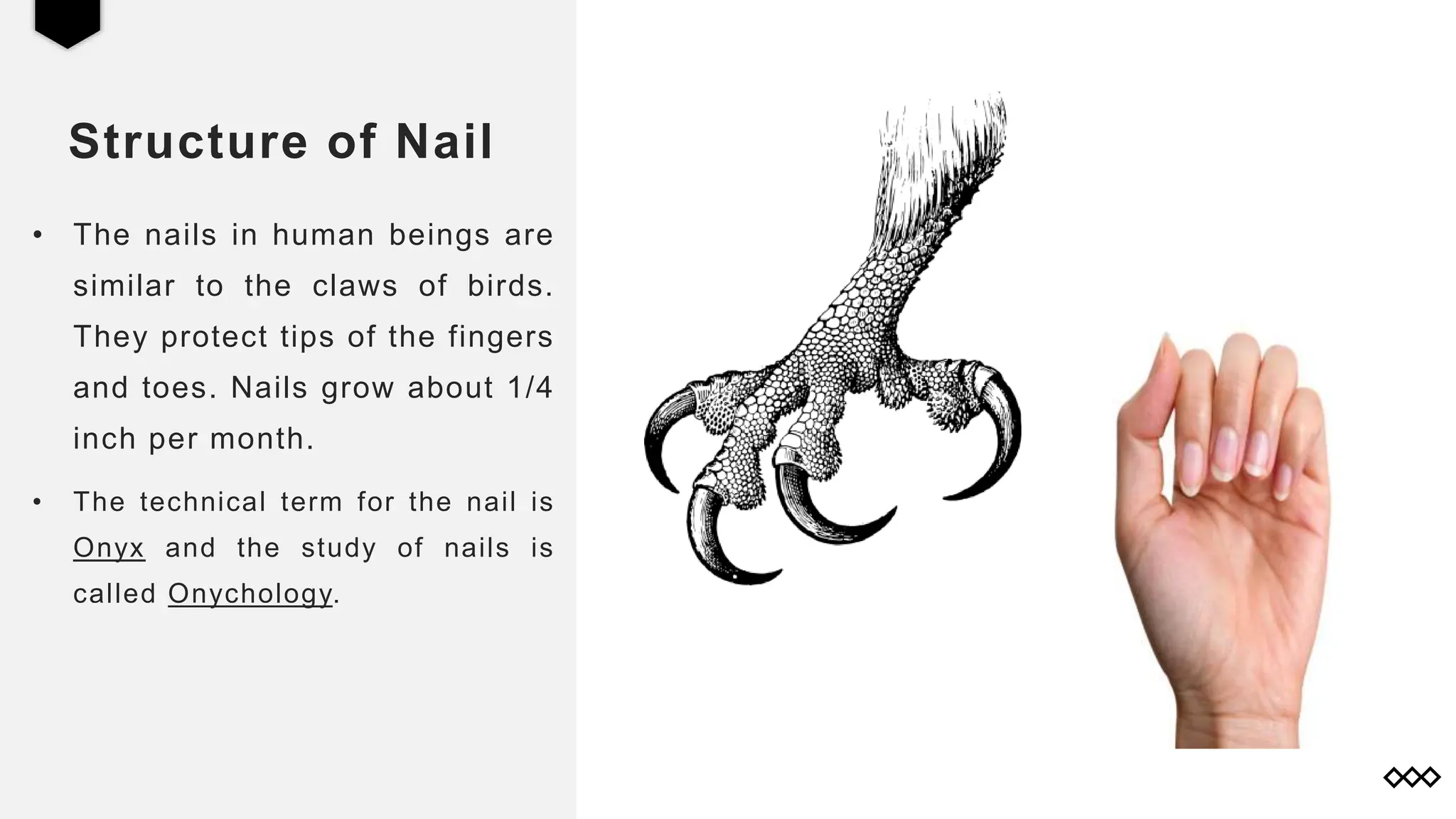 Powerpoint Presentation: TLE (Technology and Livelihood Education. Nail ...