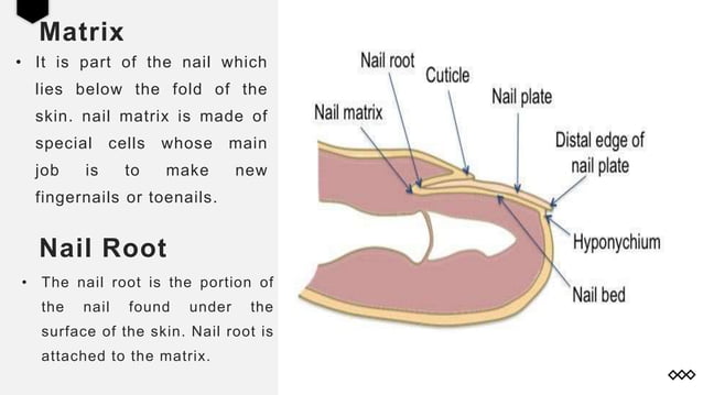 Powerpoint Presentation: TLE (Technology and Livelihood Education. Nail ...