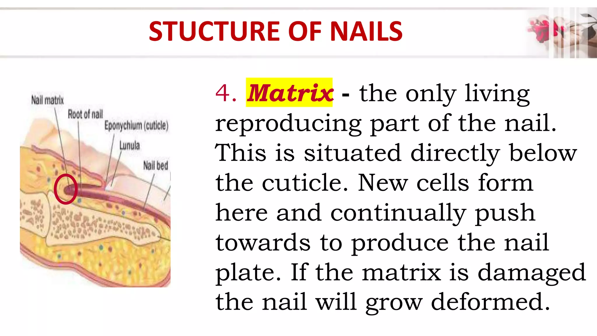 Nail Care Parts and Structure Demo .pptx