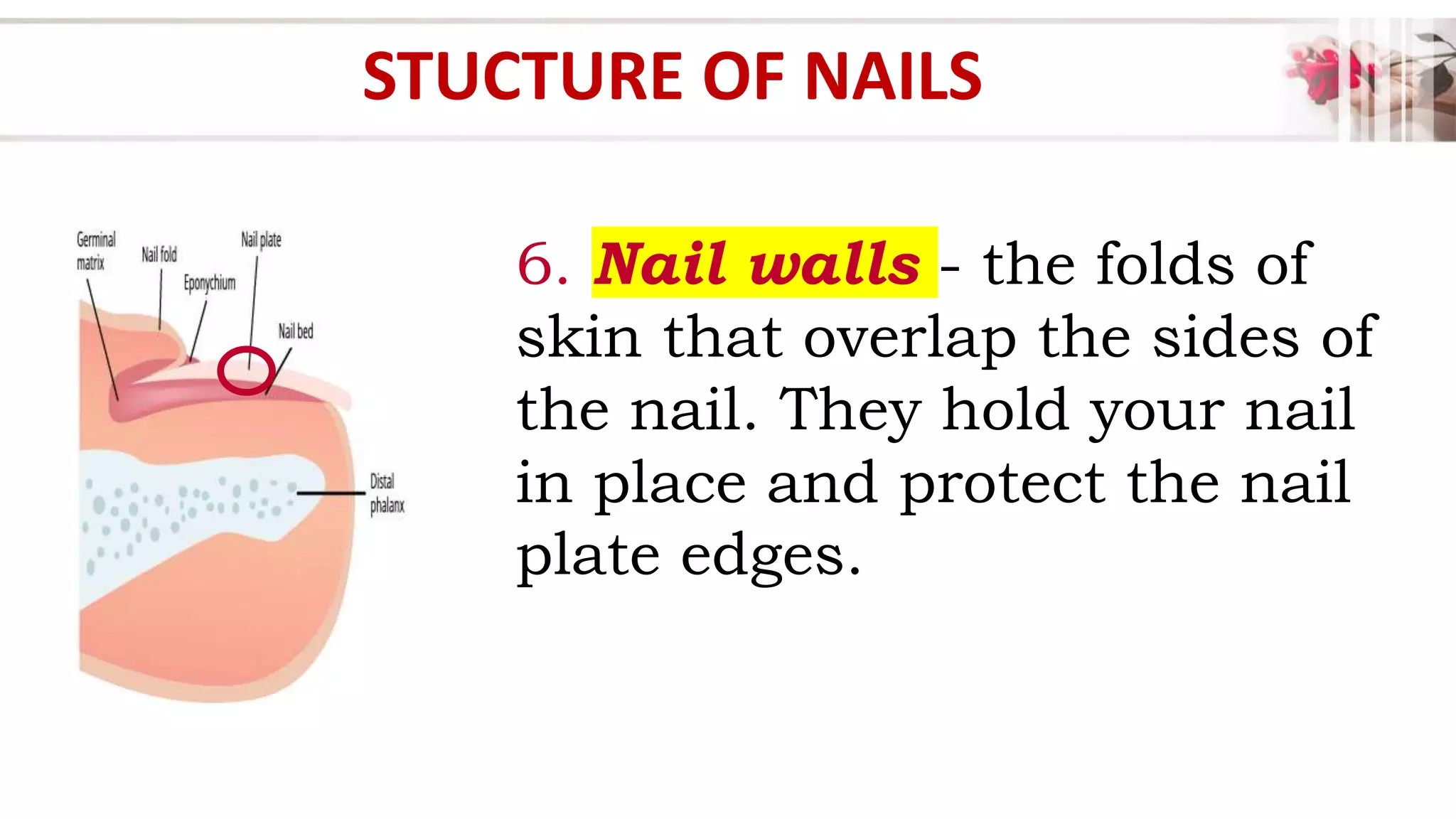 Nail Care Parts and Structure Demo .pptx