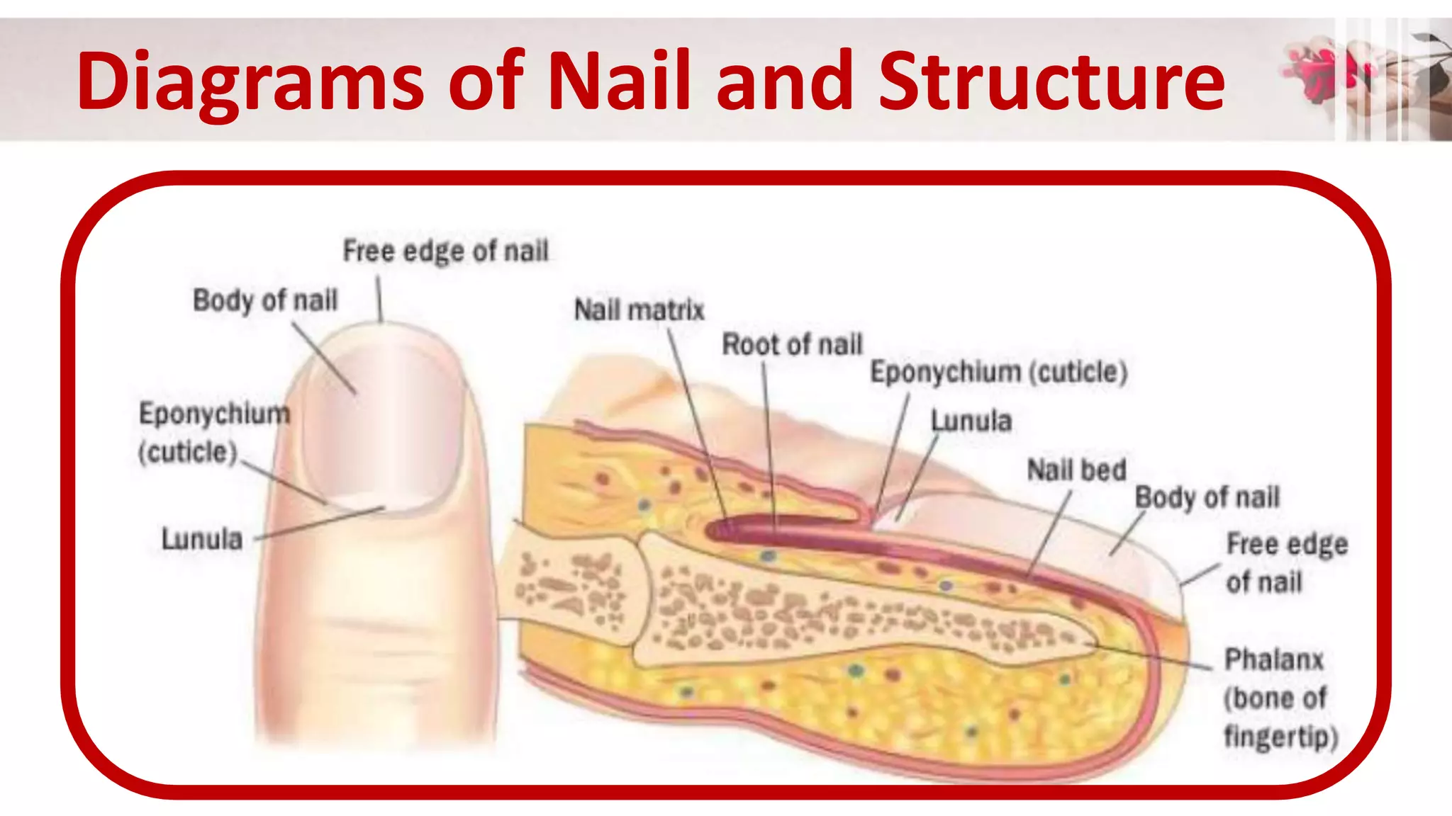 Nail Care Parts and Structure Demo .pptx