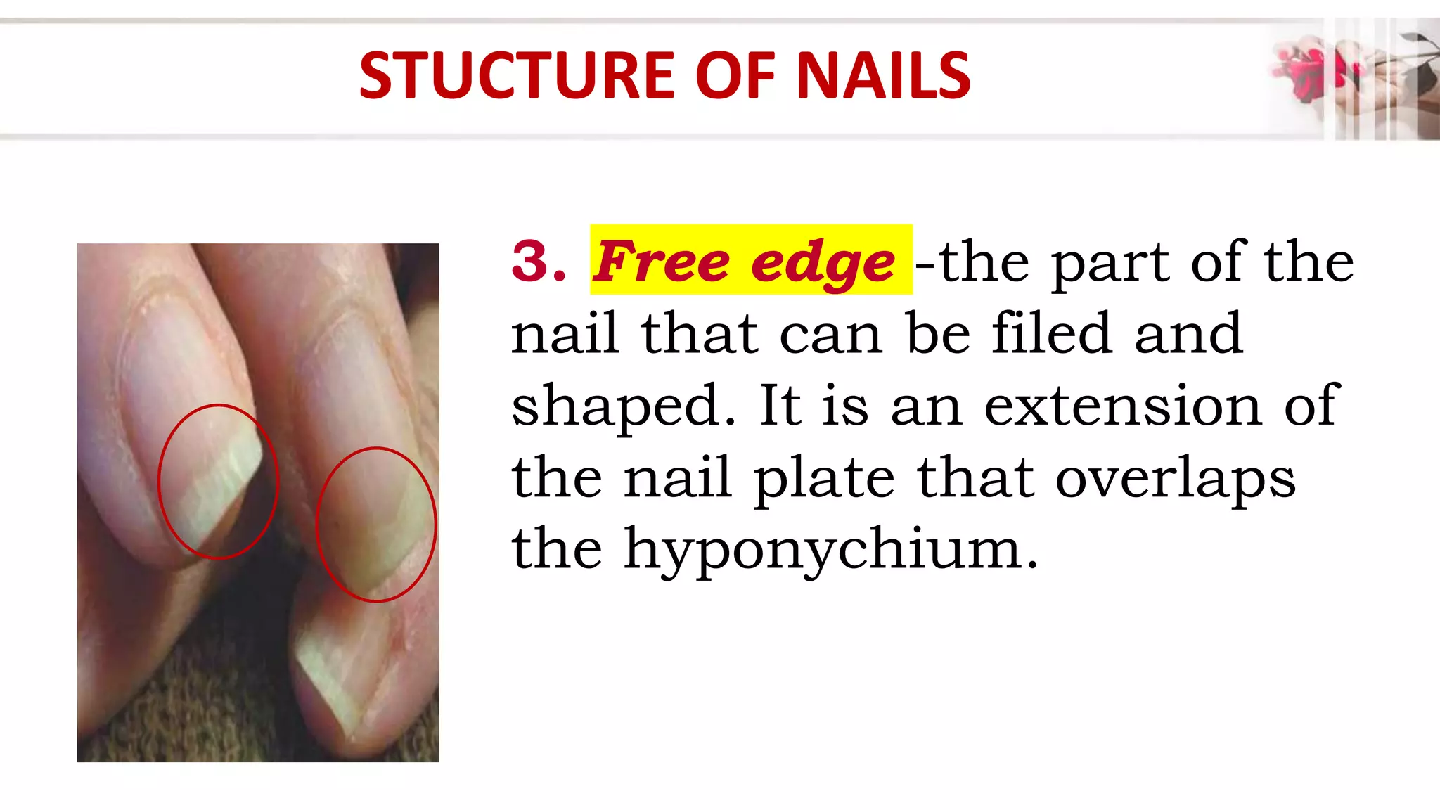 Nail Care Parts and Structure Demo .pptx