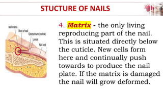 Nail Care Parts and Structure Demo .pptx