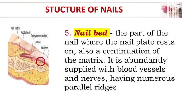Nail Care Parts and Structure Demo .pptx