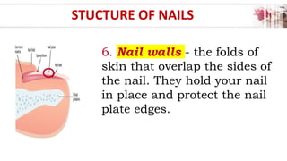 Nail Care Parts and Structure Demo .pptx