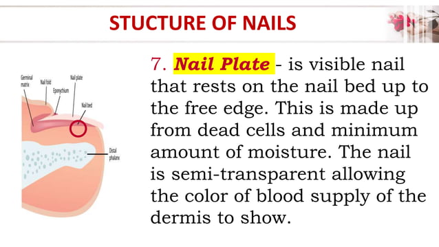 Nail Care Parts and Structure Demo .pptx