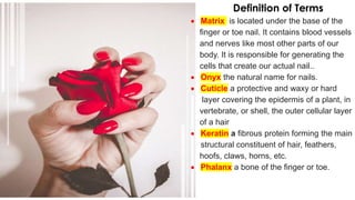 Nail Care Parts and Structure Demo .pptx