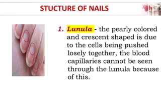 Nail Care Parts and Structure Demo .pptx