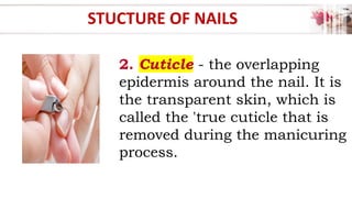 Nail Care Parts and Structure Demo .pptx