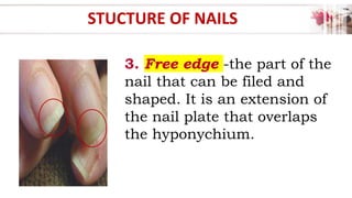Nail Care Parts and Structure Demo .pptx