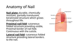 Nail changes in dermatology.pptx about common patterns | PPTX